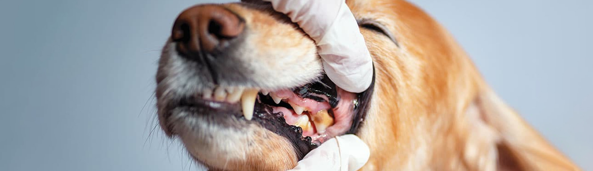 Dog Dentist Mint Hill - Dog Dental Hygiene Clinic Near Me
